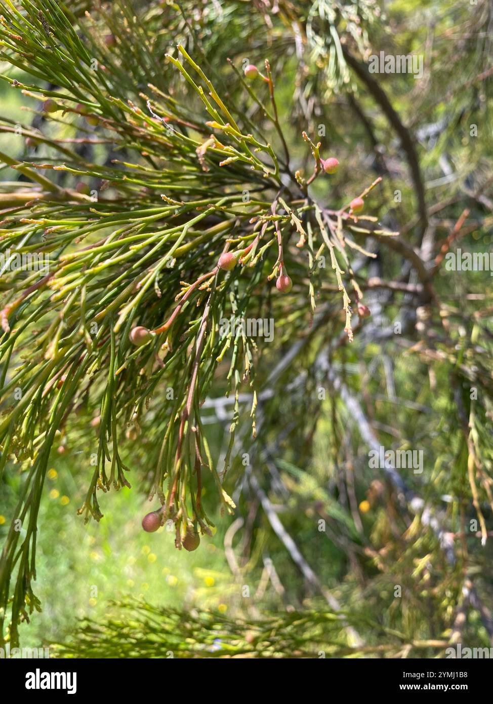 Exocarpos cupressiformis hi-res stock photography and images - Alamy