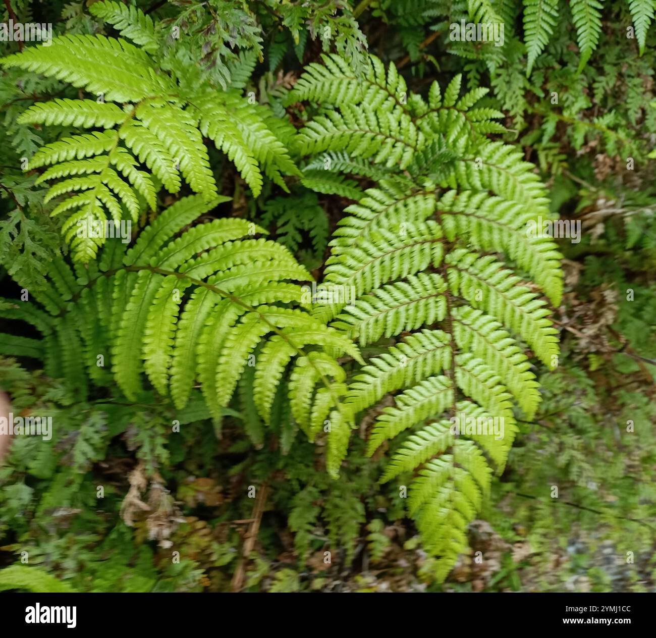 Tree Ferns and Allies (Cyatheales Stock Photo - Alamy