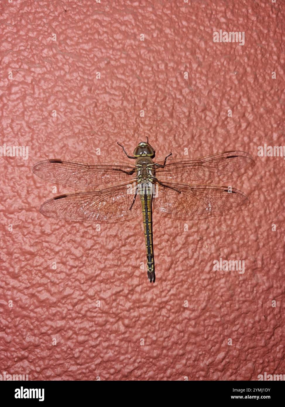Vagrant emperor hi-res stock photography and images - Alamy