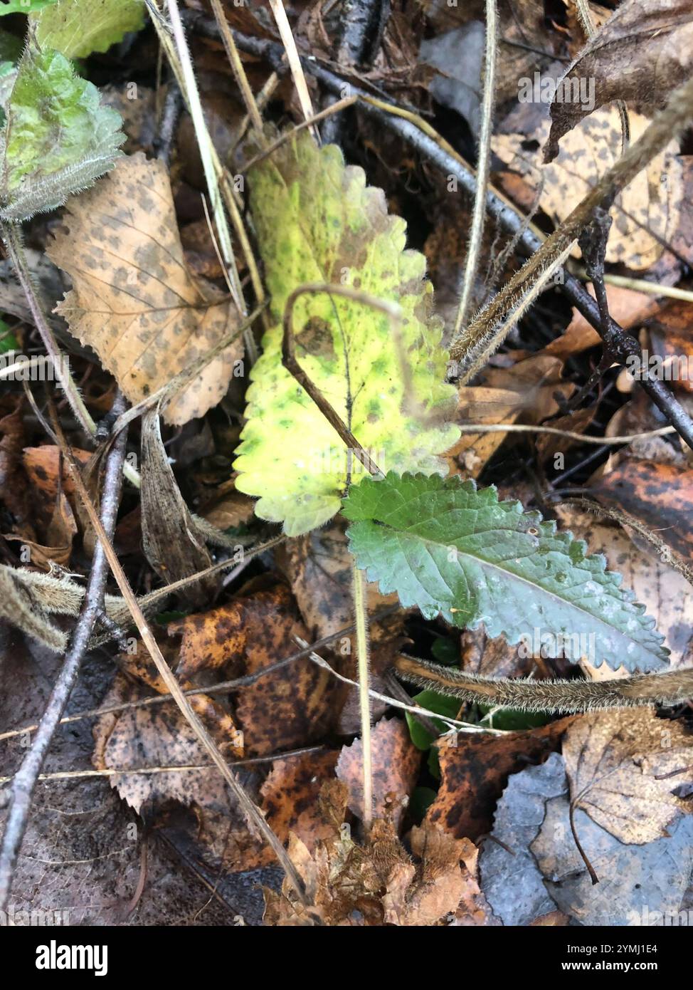 common hedge-nettle (Betonica officinalis Stock Photo - Alamy
