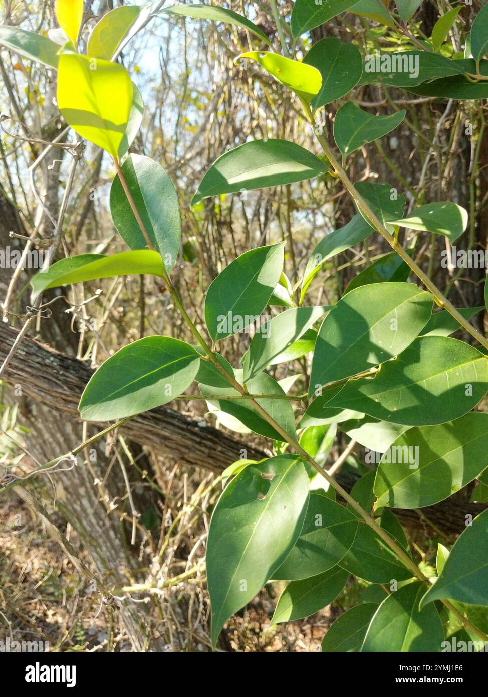 tree privet (Ligustrum lucidum Stock Photo - Alamy