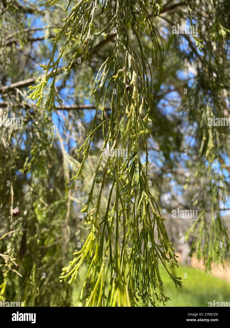 Exocarpos cupressiformis hi-res stock photography and images - Alamy