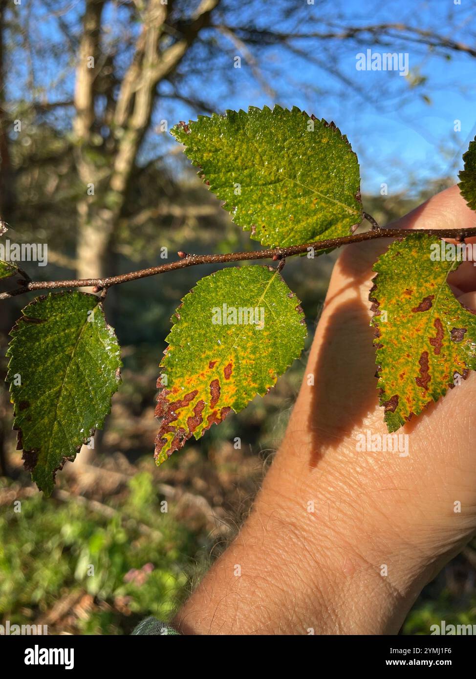 Water Elm (Planera aquatica Stock Photo - Alamy