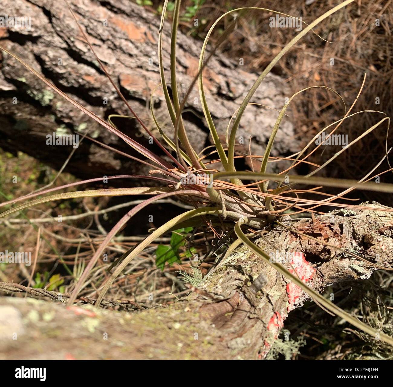 Manatee River airplant (Tillandsia simulata Stock Photo - Alamy