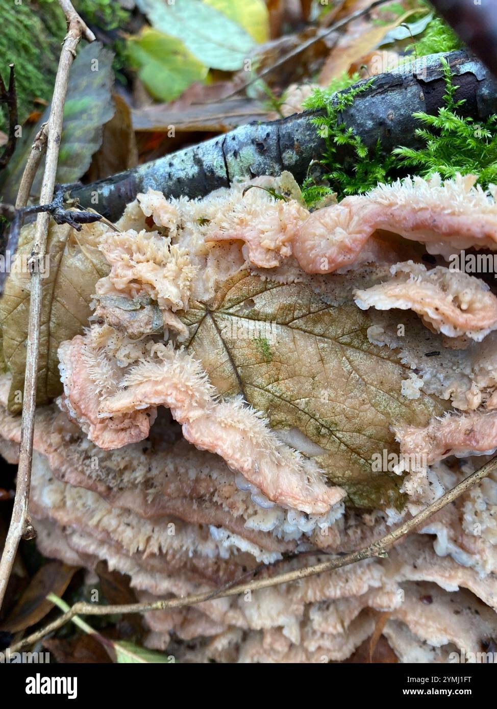 Merulius hi-res stock photography and images - Alamy