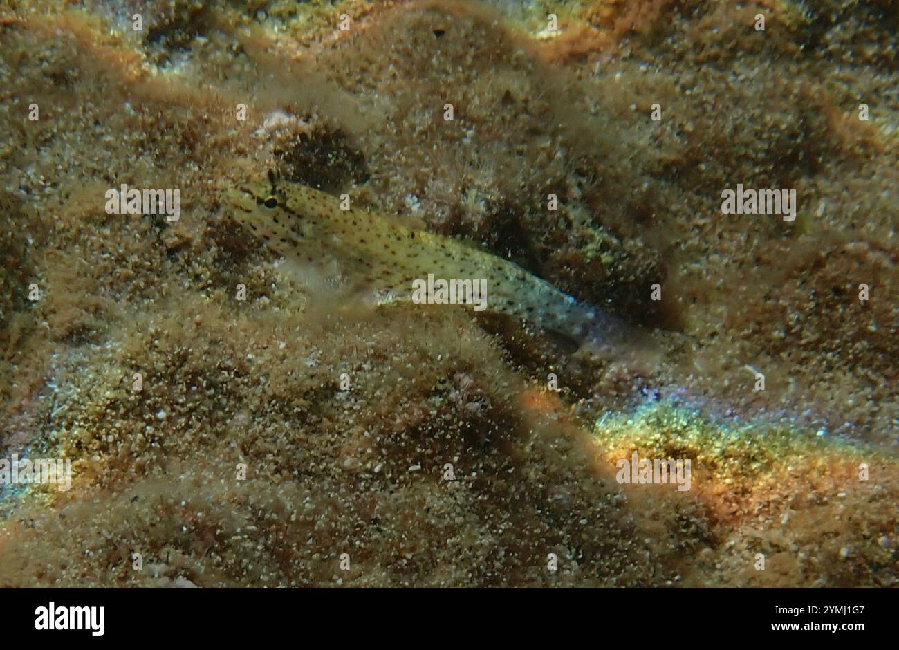 Incognito Goby (Gobius incognitus Stock Photo - Alamy