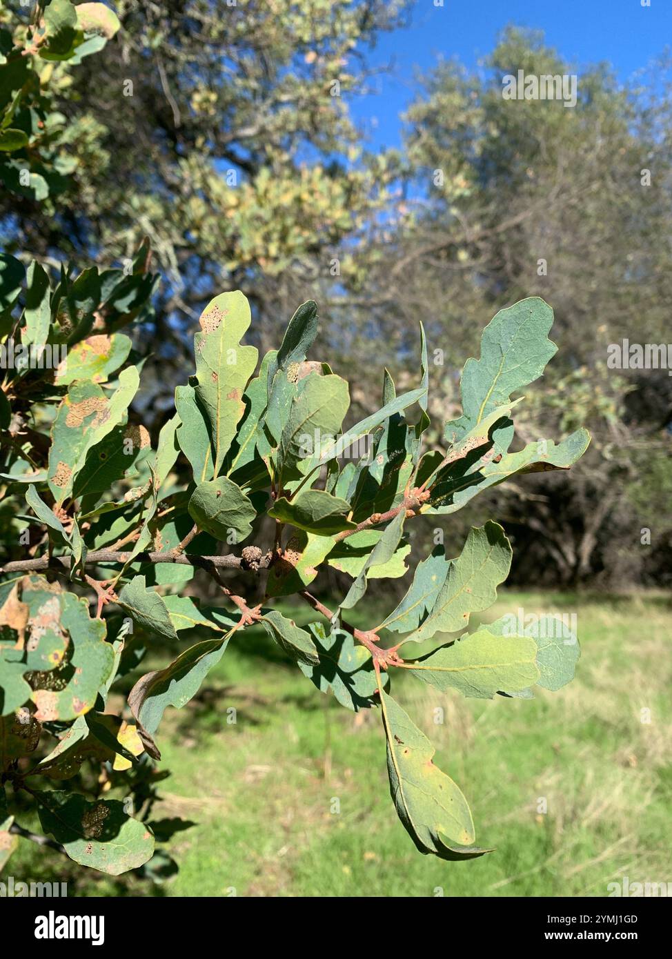 blue oak (Quercus douglasii Stock Photo - Alamy
