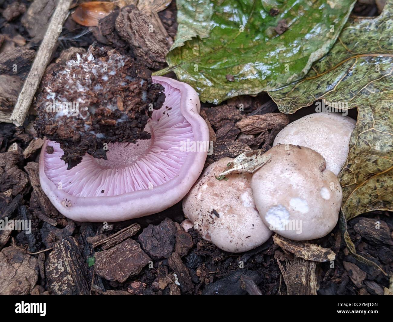Collybia nuda hi-res stock photography and images - Alamy