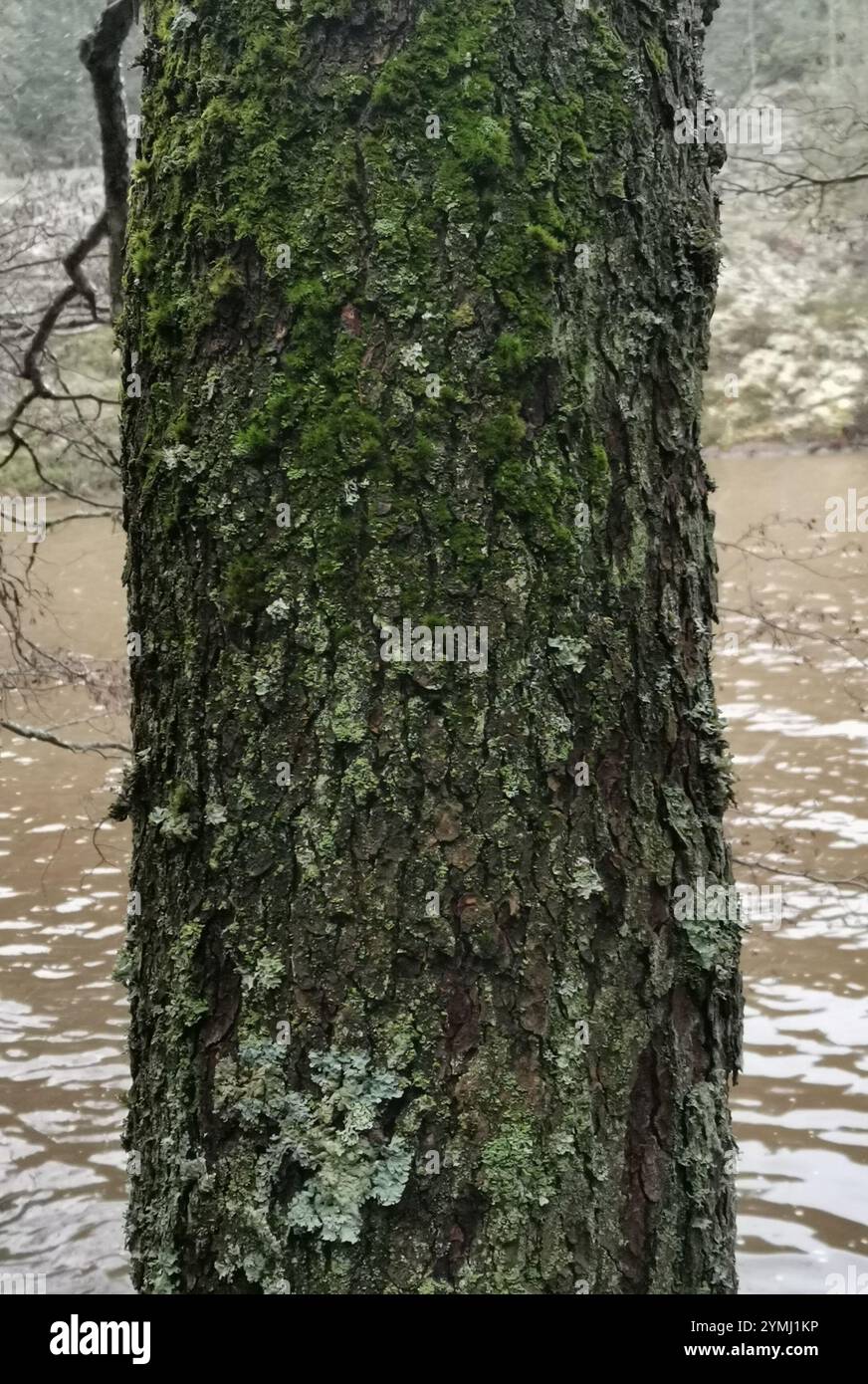 Tree Fringewort (Ptilidium pulcherrimum Stock Photo - Alamy