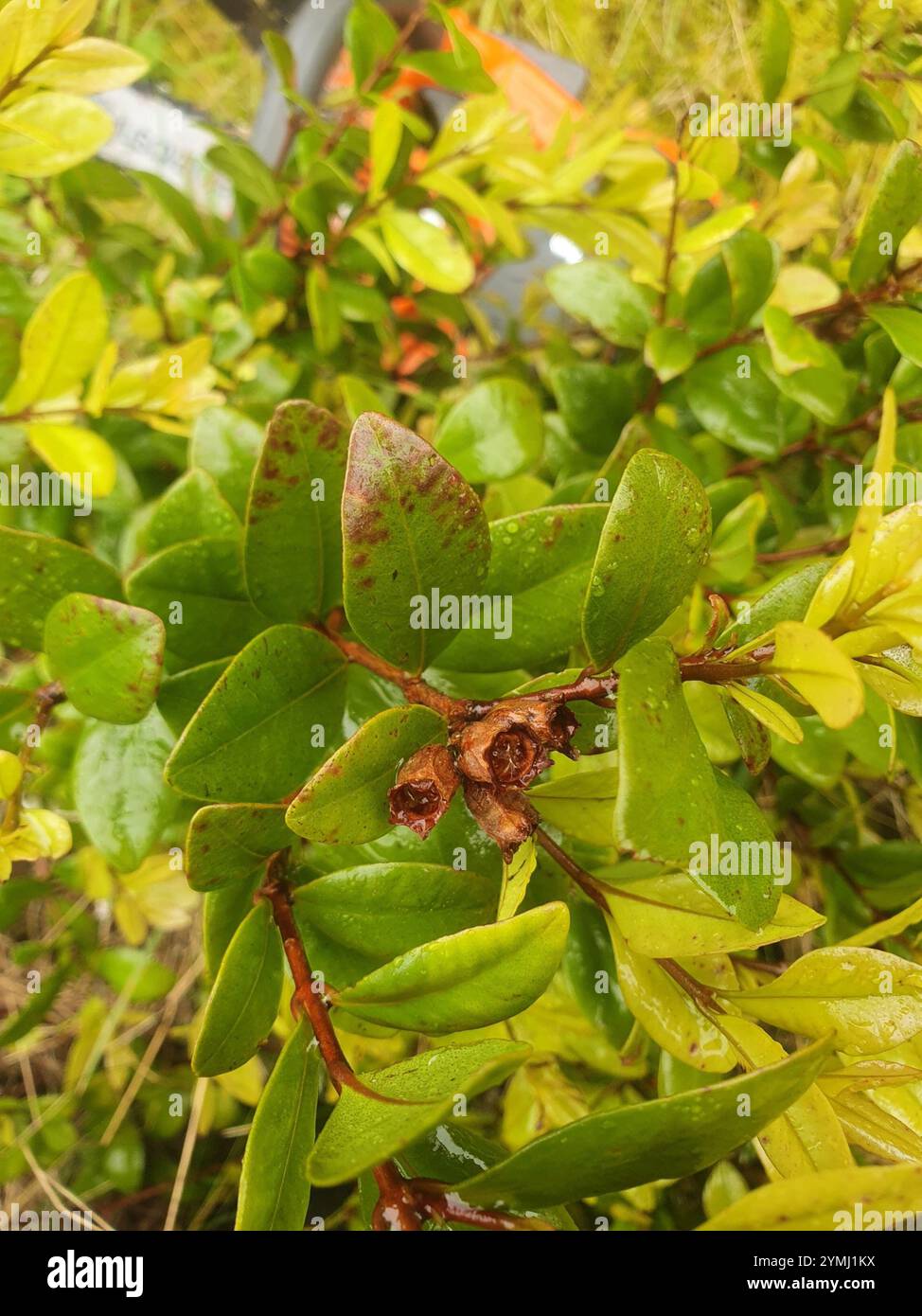 Rata vine hi-res stock photography and images - Alamy