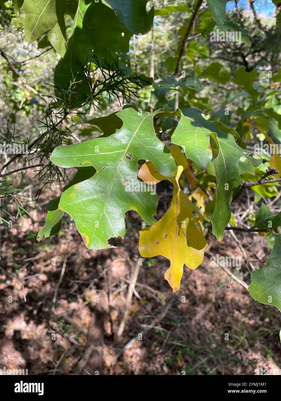 blackjack oak (Quercus marilandica Stock Photo - Alamy