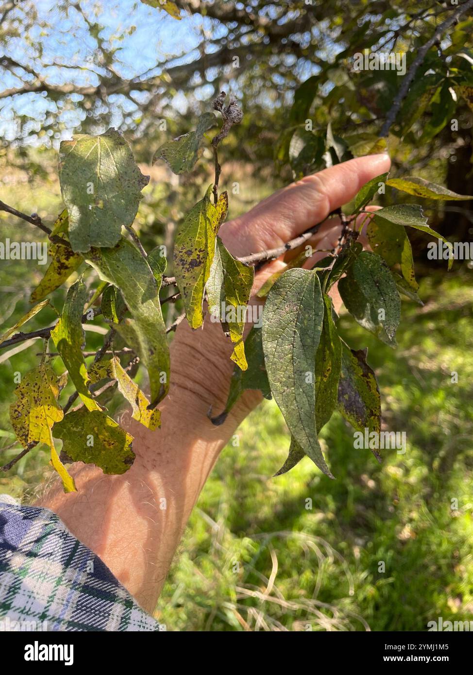 sugar hackberry (Celtis laevigata Stock Photo - Alamy