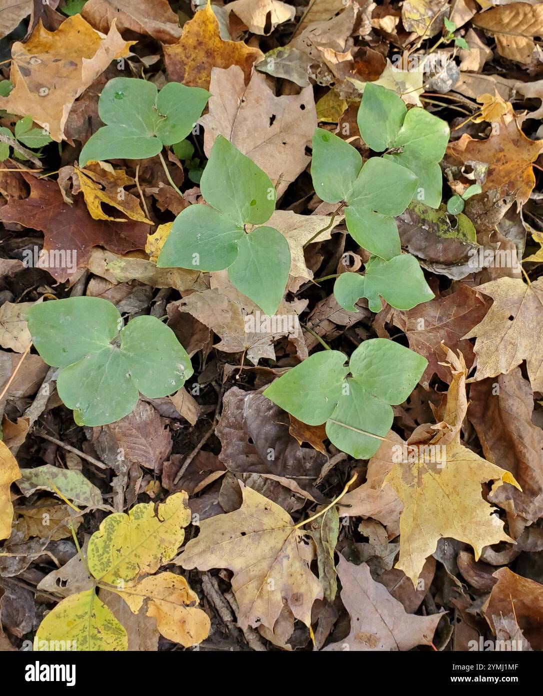sharp-lobed hepatica (Hepatica acutiloba Stock Photo - Alamy