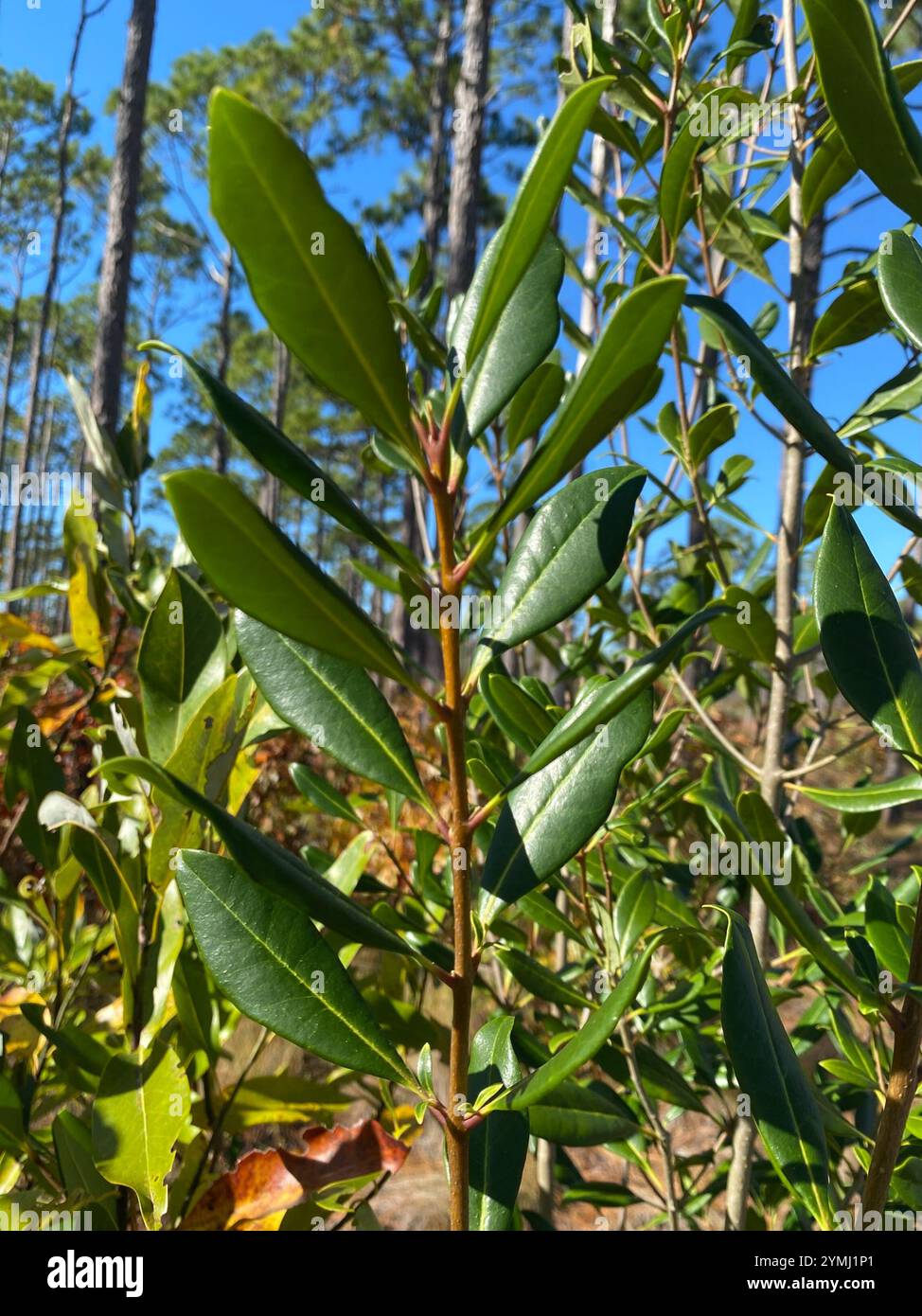 Cartrema hi-res stock photography and images - Alamy