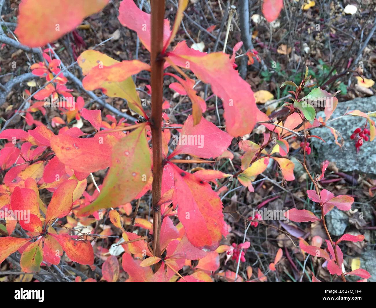 European barberry (Berberis vulgaris Stock Photo - Alamy