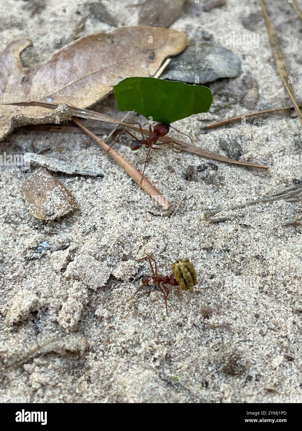 Texas leafcutter ant hi-res stock photography and images - Alamy