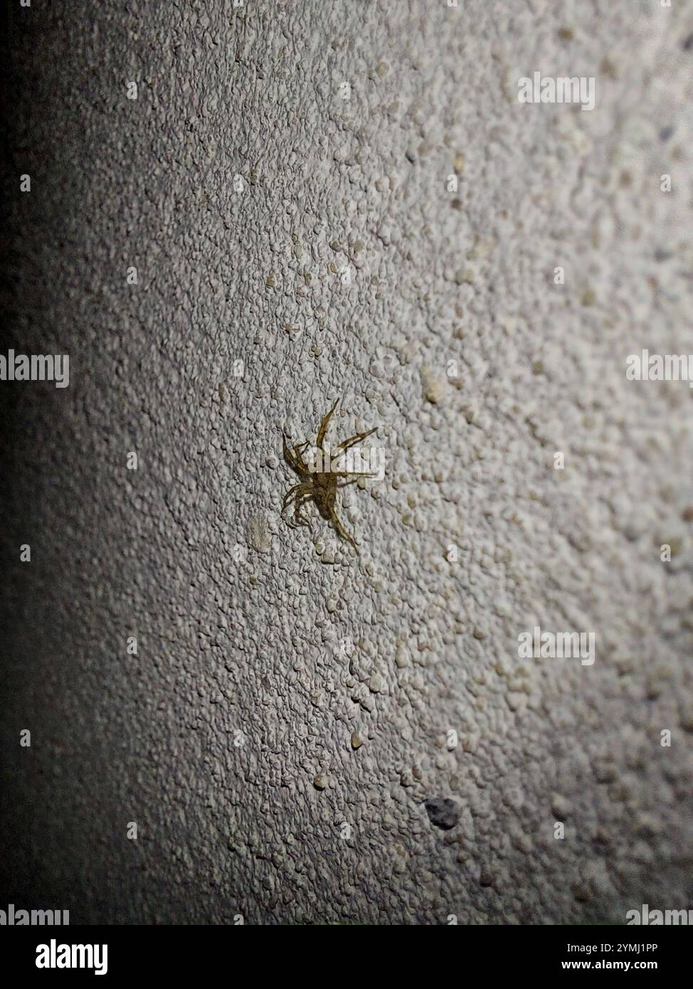 Wall Spider (Oecobius navus Stock Photo - Alamy