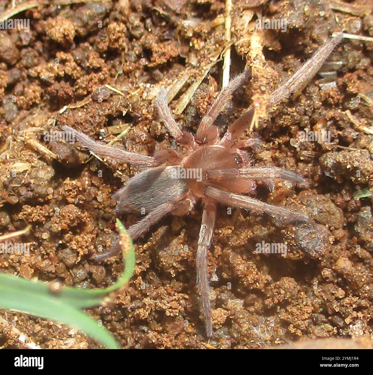 Theuma hi-res stock photography and images - Alamy