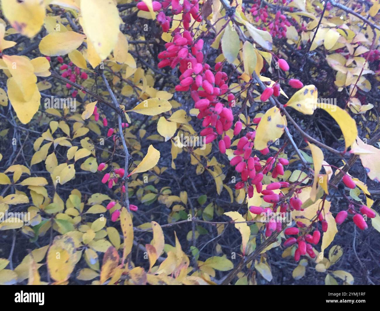 European barberry (Berberis vulgaris Stock Photo - Alamy