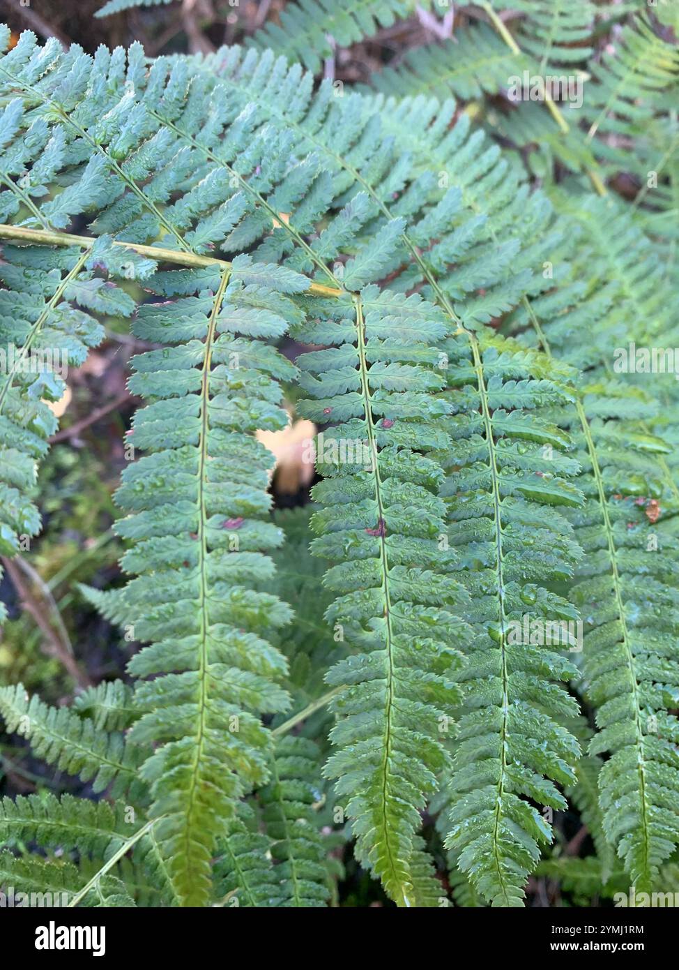 coastal woodfern (Dryopteris arguta Stock Photo - Alamy