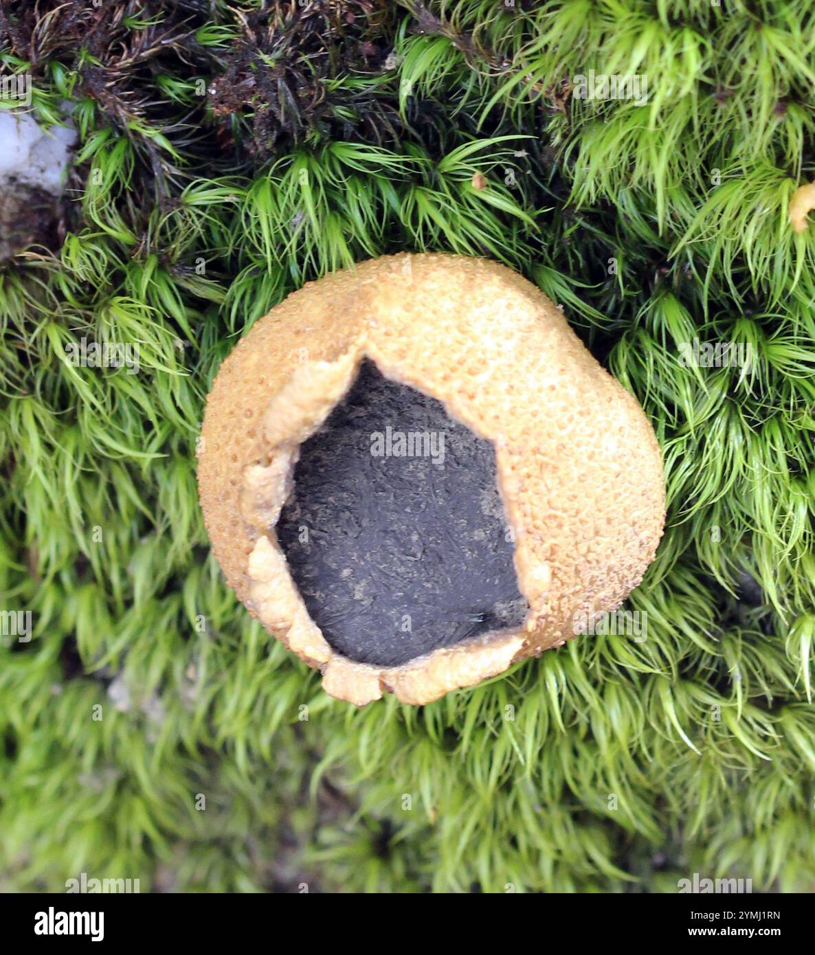 common earthball (Scleroderma citrinum Stock Photo - Alamy