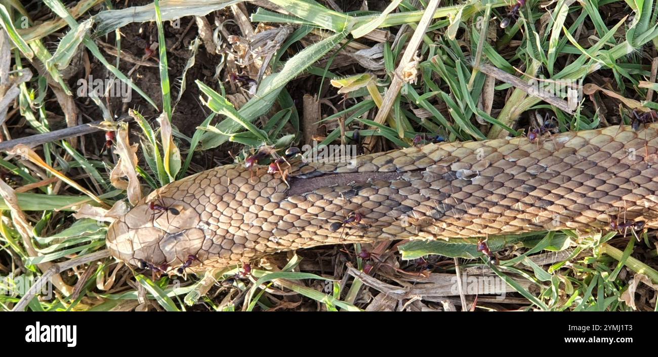 Eastern Brown Snake (Pseudonaja textilis Stock Photo - Alamy