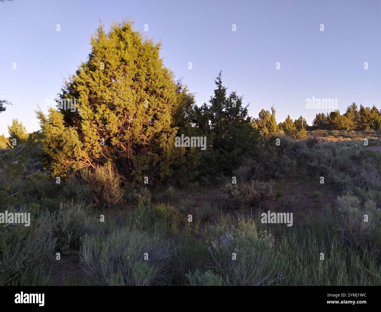 western juniper (Juniperus occidentalis Stock Photo - Alamy