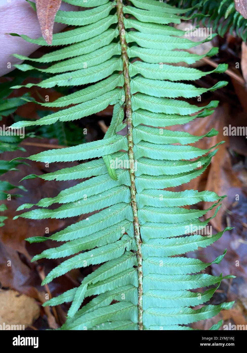 western sword fern (Polystichum munitum Stock Photo - Alamy