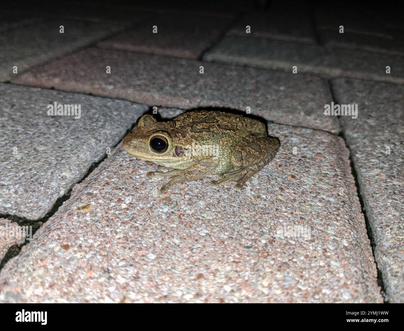 Cuban Tree Frog (Osteopilus septentrionalis Stock Photo - Alamy