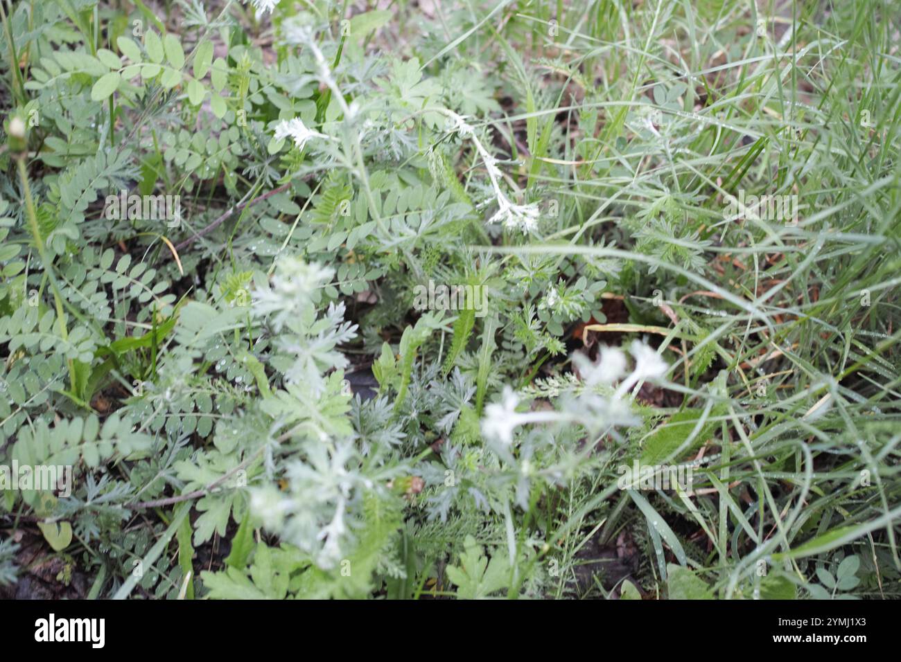 Chickpea Milkvetch (Astragalus cicer Stock Photo - Alamy