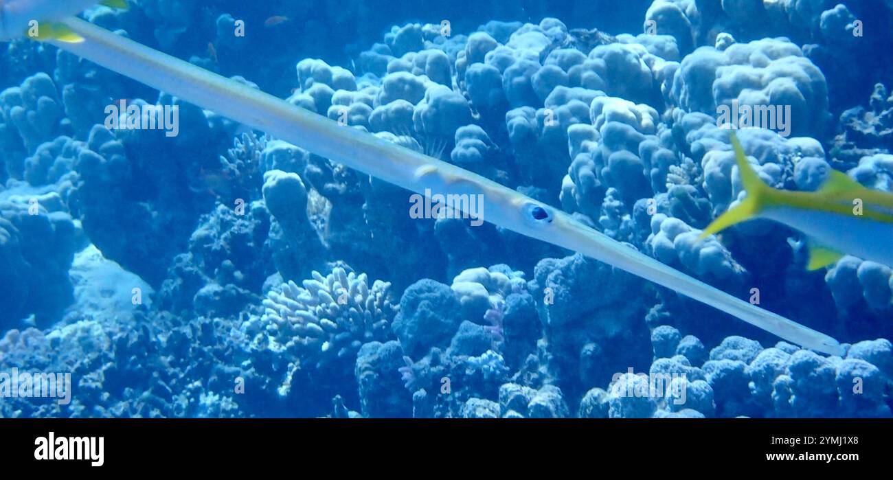 Bluespotted Cornetfish (Fistularia commersonii Stock Photo - Alamy