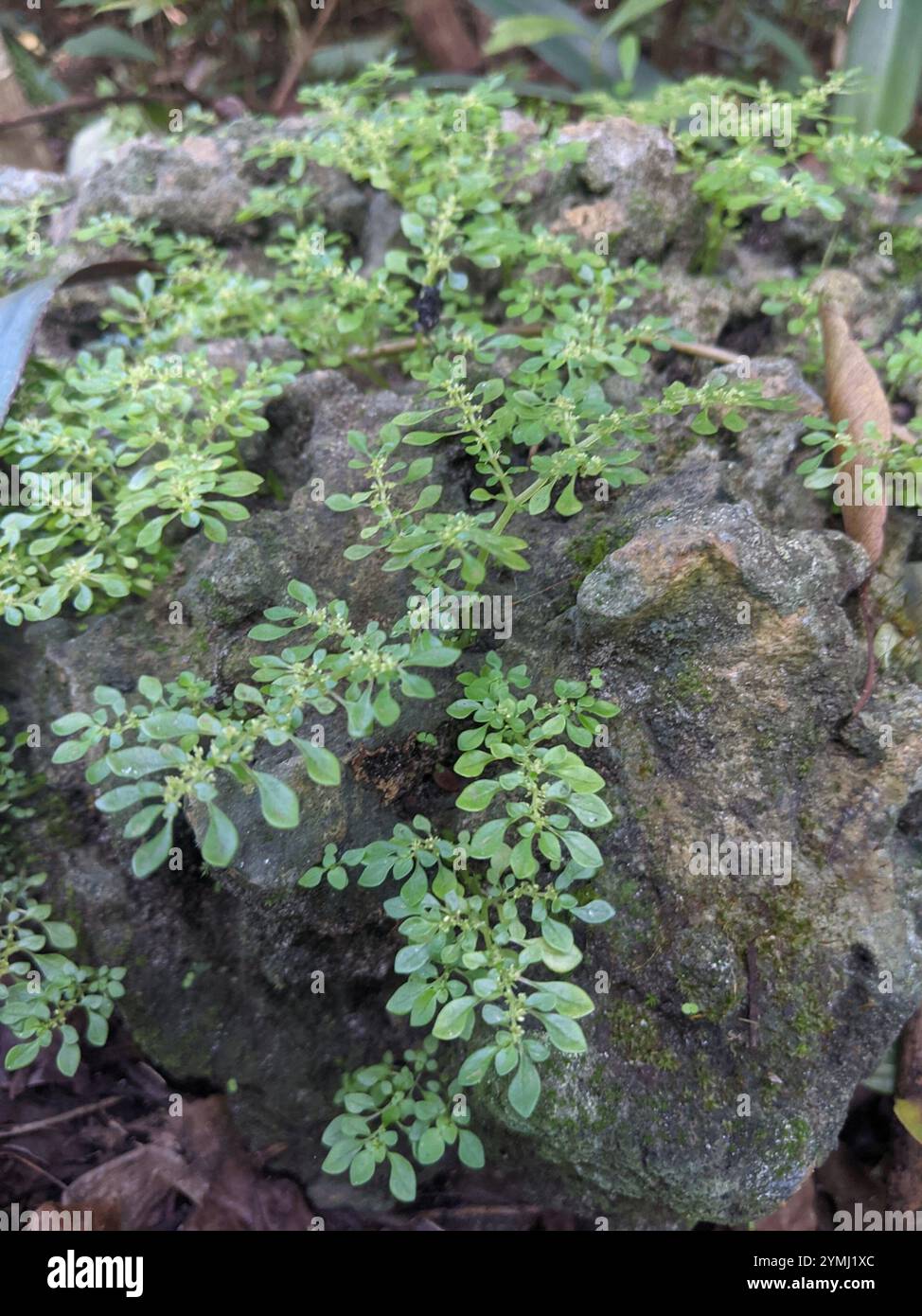 artillery plant (Pilea microphylla Stock Photo - Alamy