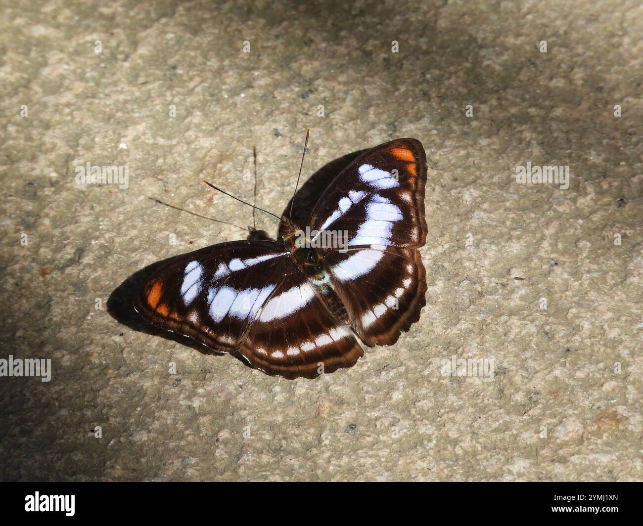 Colour Sergeant (Athyma nefte Stock Photo - Alamy