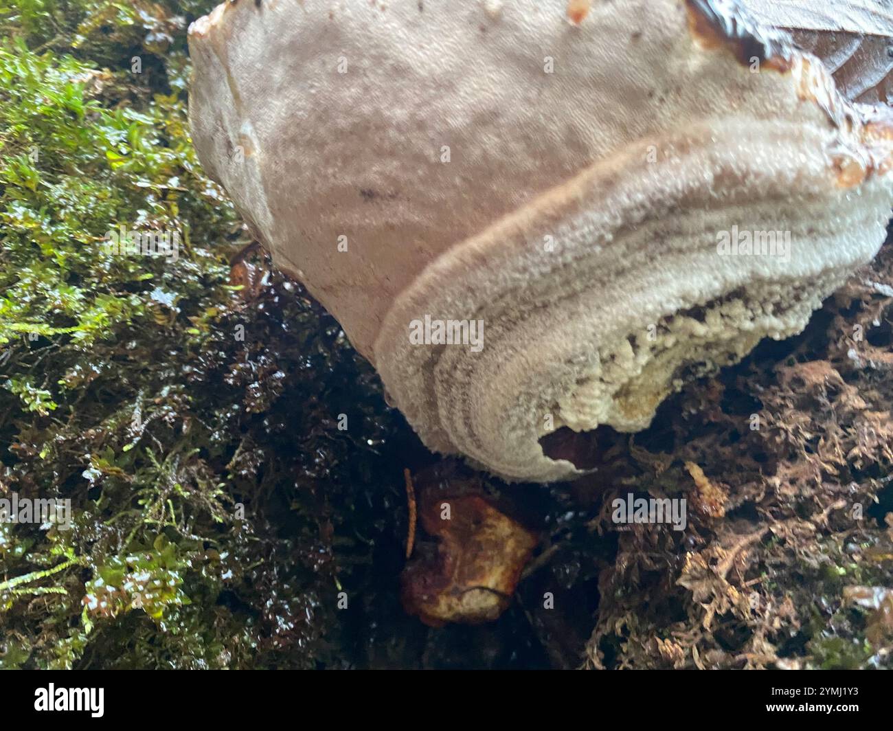 Ganoderma oregonense hi-res stock photography and images - Alamy
