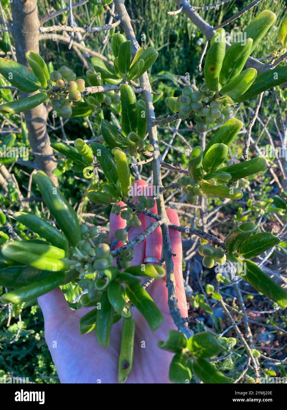 Coprosma repens hi-res stock photography and images - Alamy