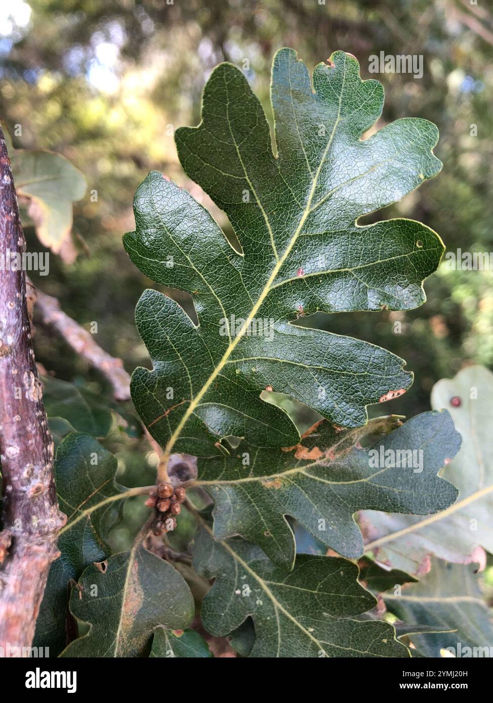 valley oak (Quercus lobata Stock Photo - Alamy