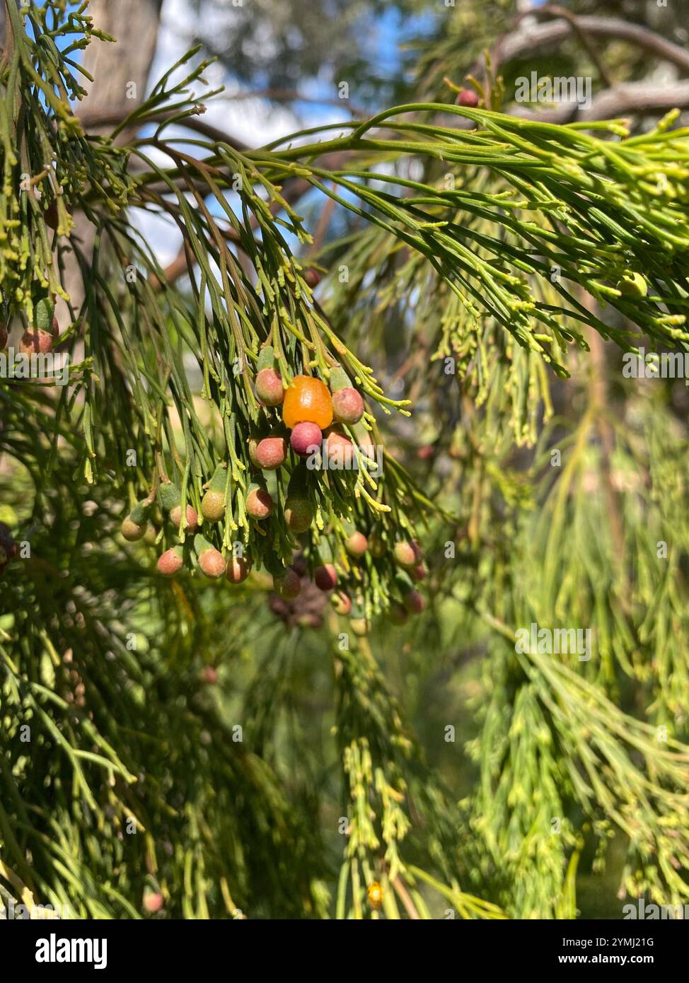 Exocarpos cupressiformis hi-res stock photography and images - Alamy