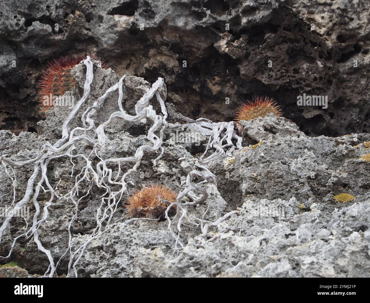 globular cacti, moonlight cacti, torch cacti, and allies (Cactoideae ...