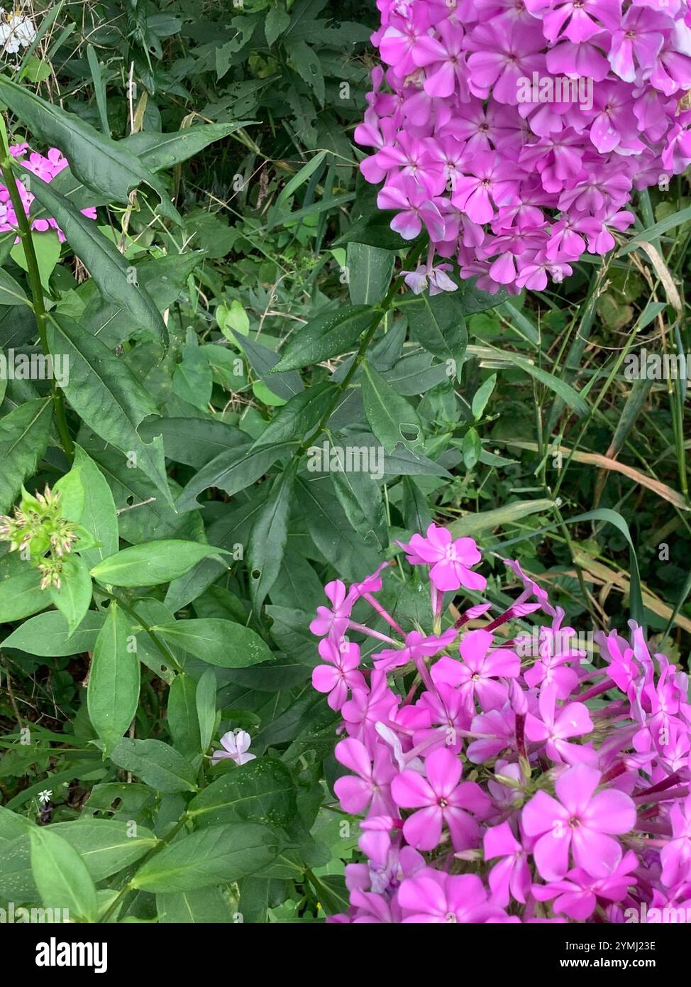 fall phlox (Phlox paniculata Stock Photo - Alamy