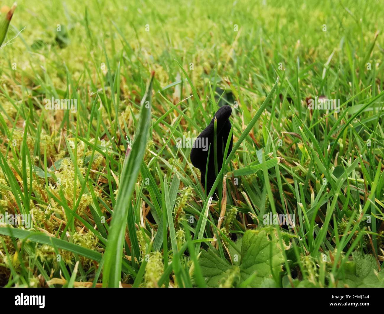 Earth Tongues (Geoglossum Stock Photo - Alamy