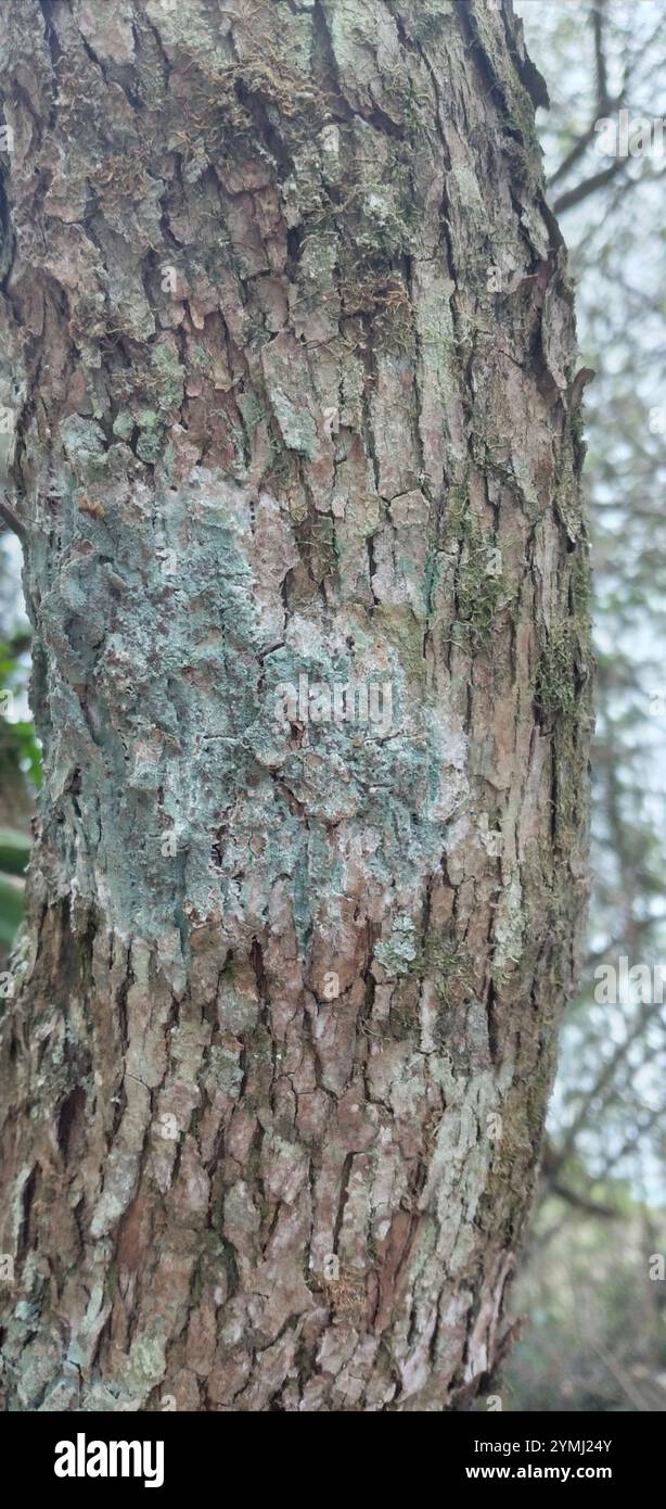 Allophylus hi-res stock photography and images - Alamy