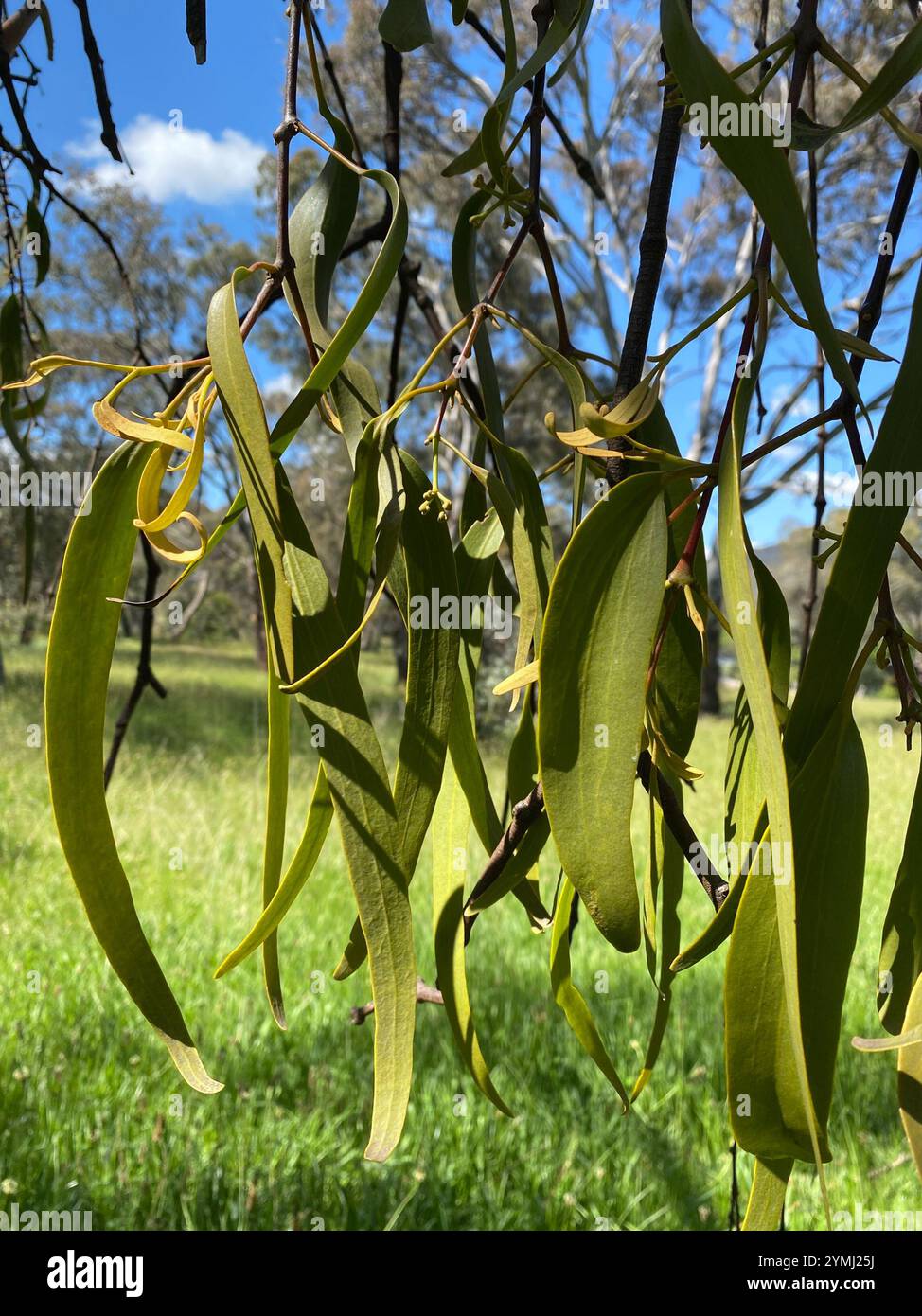 Box Mistletoe (Amyema miquelii Stock Photo - Alamy