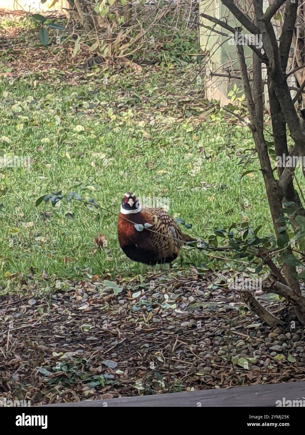 Ring-necked Pheasant (Phasianus colchicus Stock Photo - Alamy