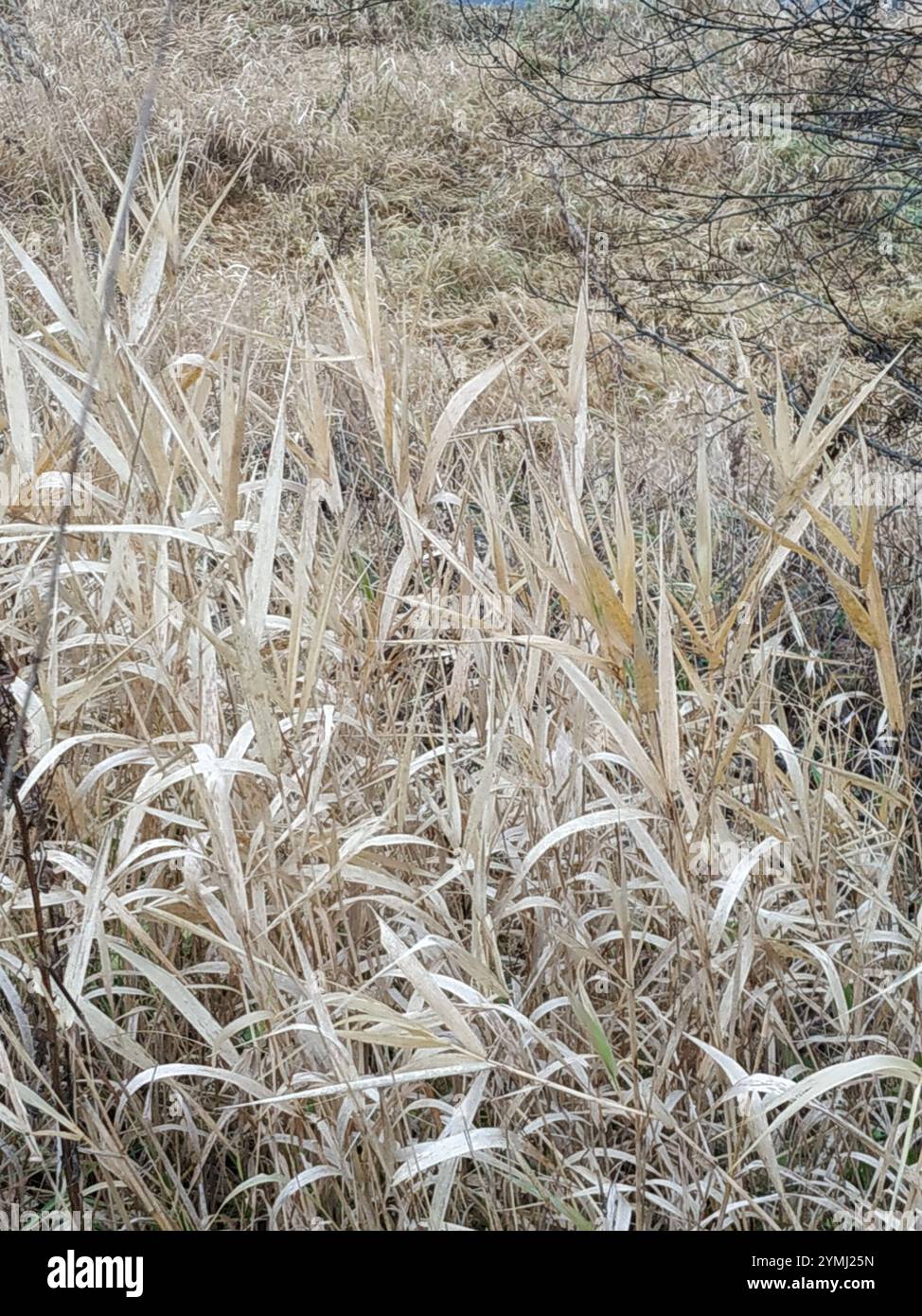 common reed (Phragmites australis Stock Photo - Alamy