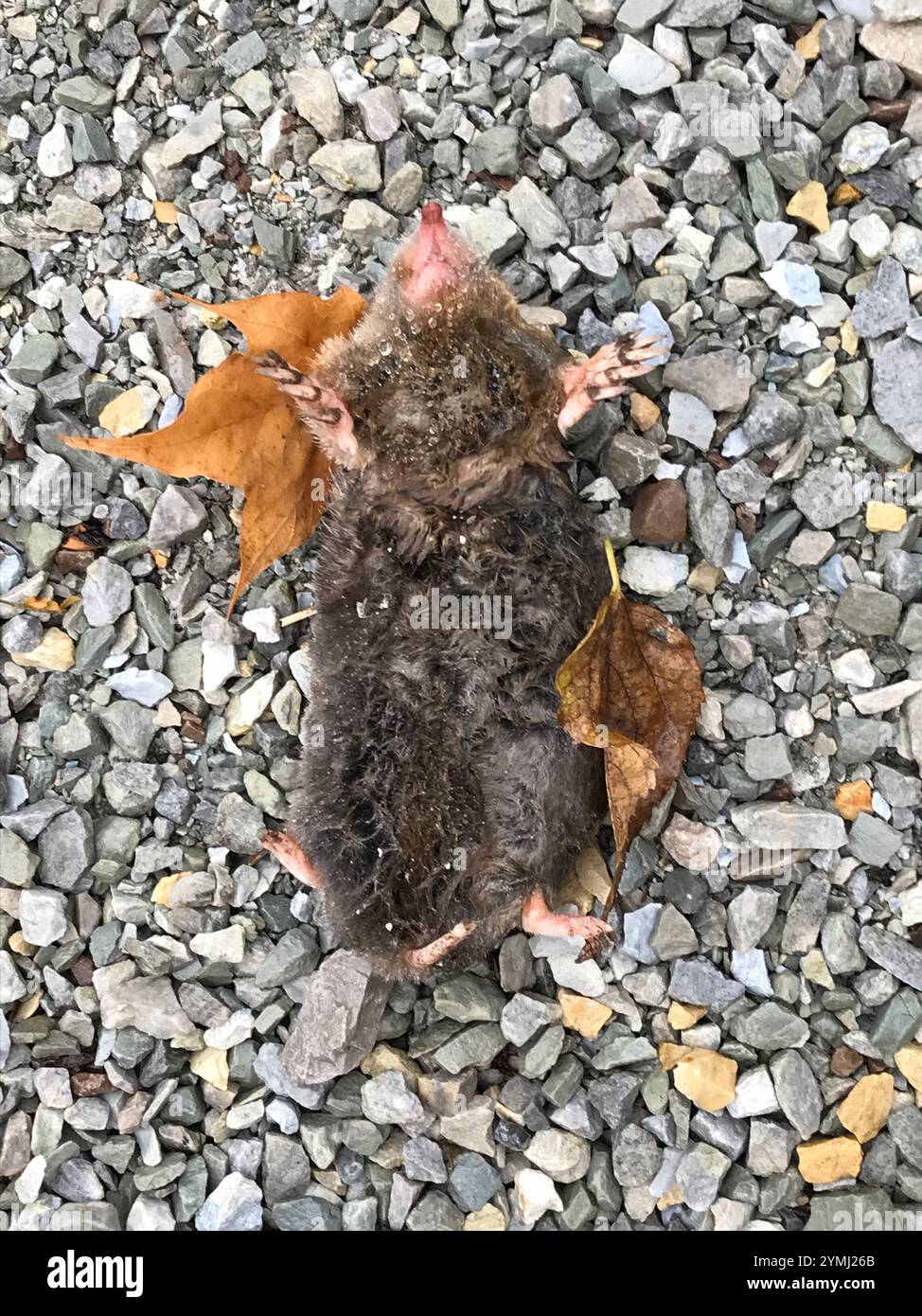 Eastern Mole (Scalopus aquaticus Stock Photo - Alamy