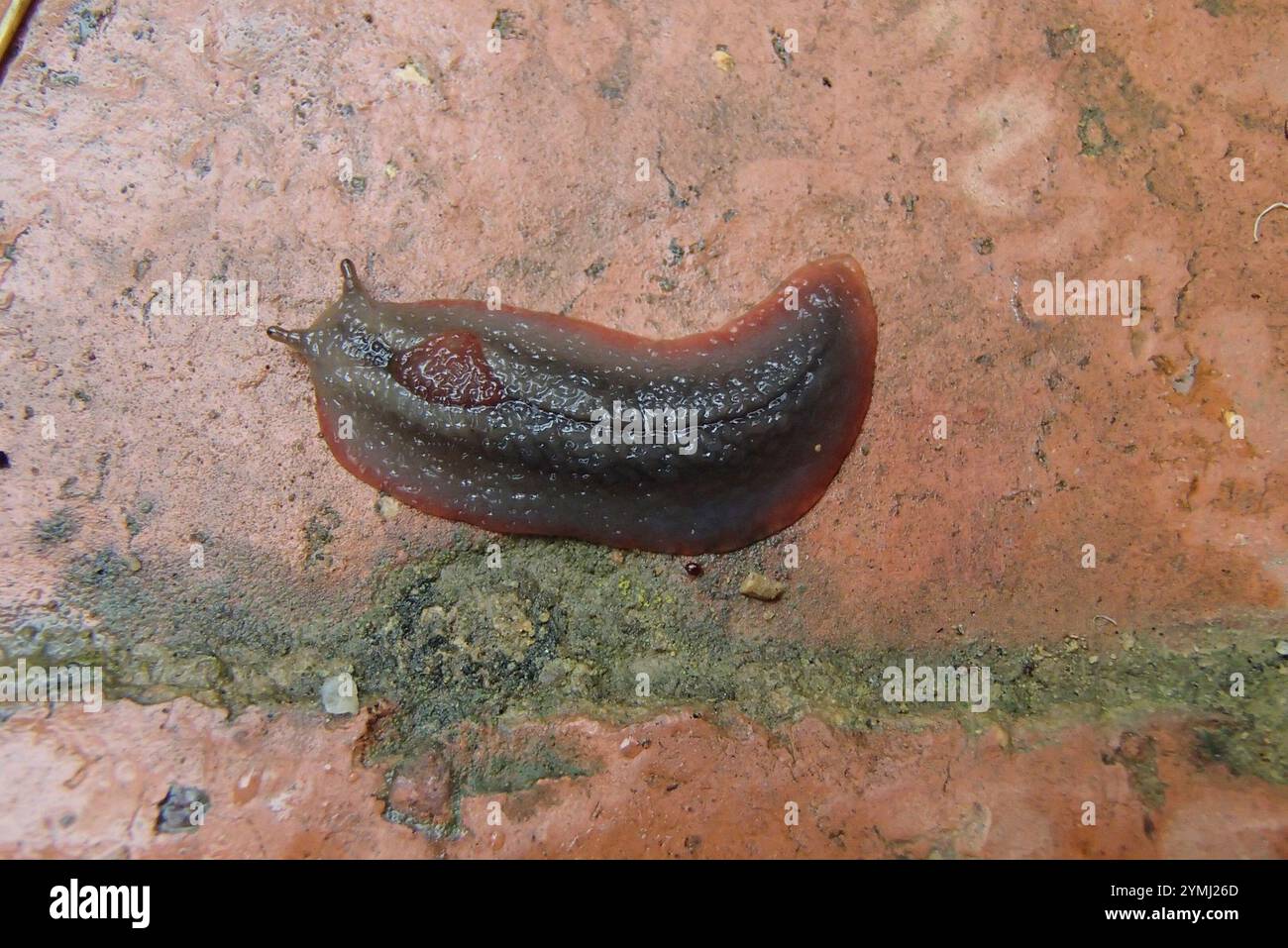 Red Triangle Slug (Triboniophorus graeffei Stock Photo - Alamy