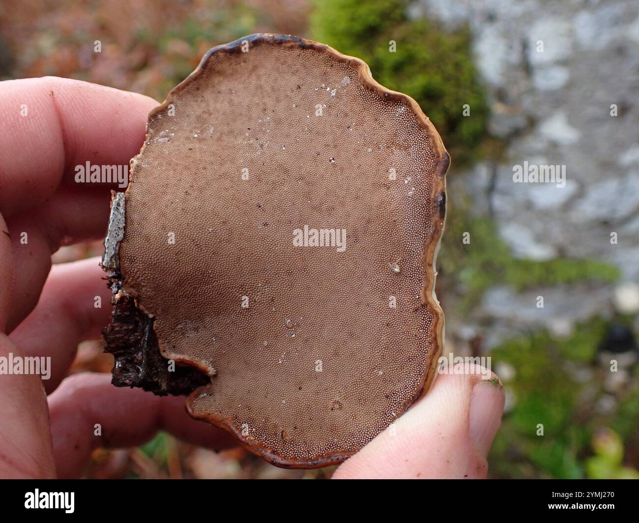 Hoof Fungus (Fomes fomentarius Stock Photo - Alamy