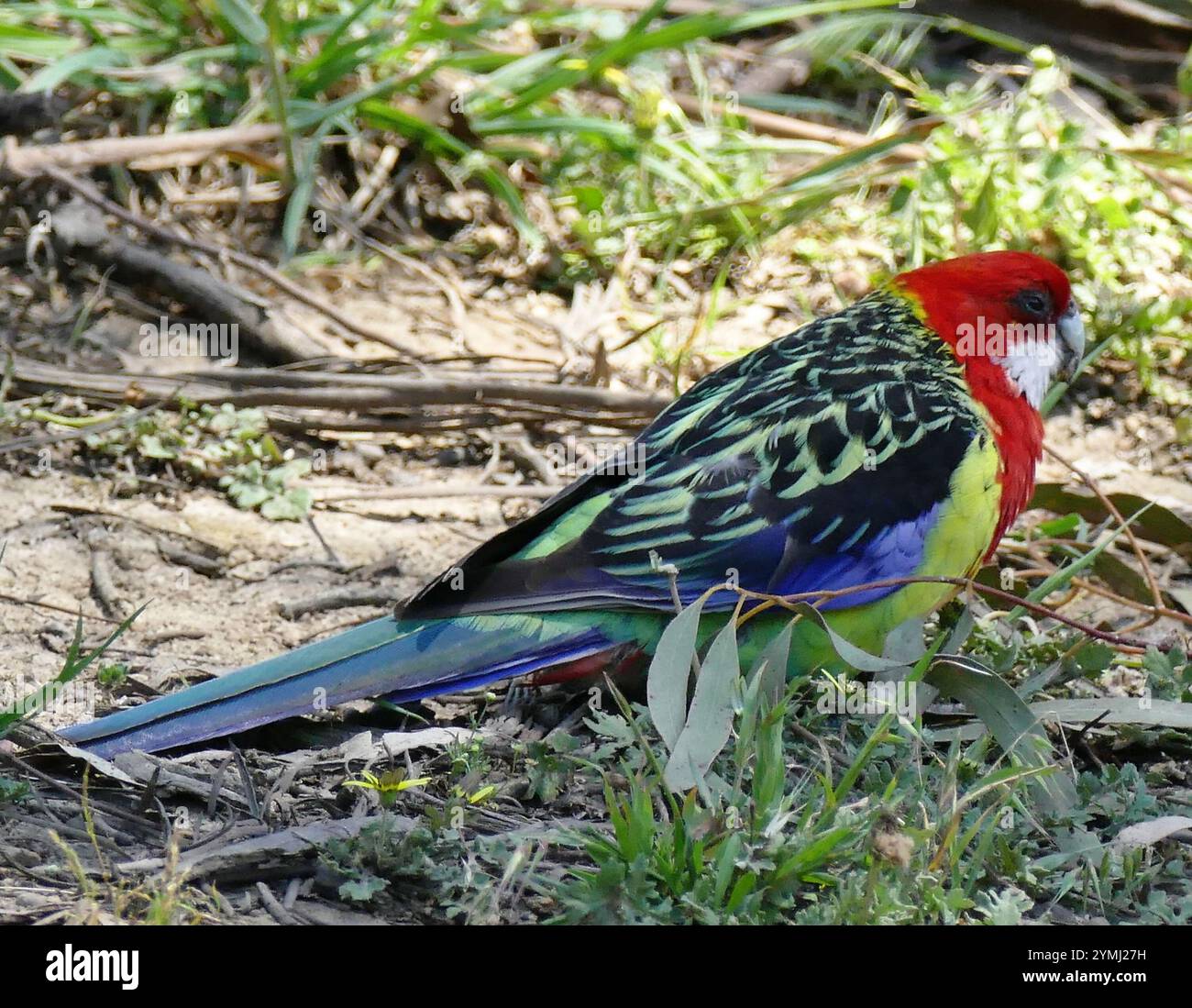 Eastern Rosella (Platycercus eximius Stock Photo - Alamy