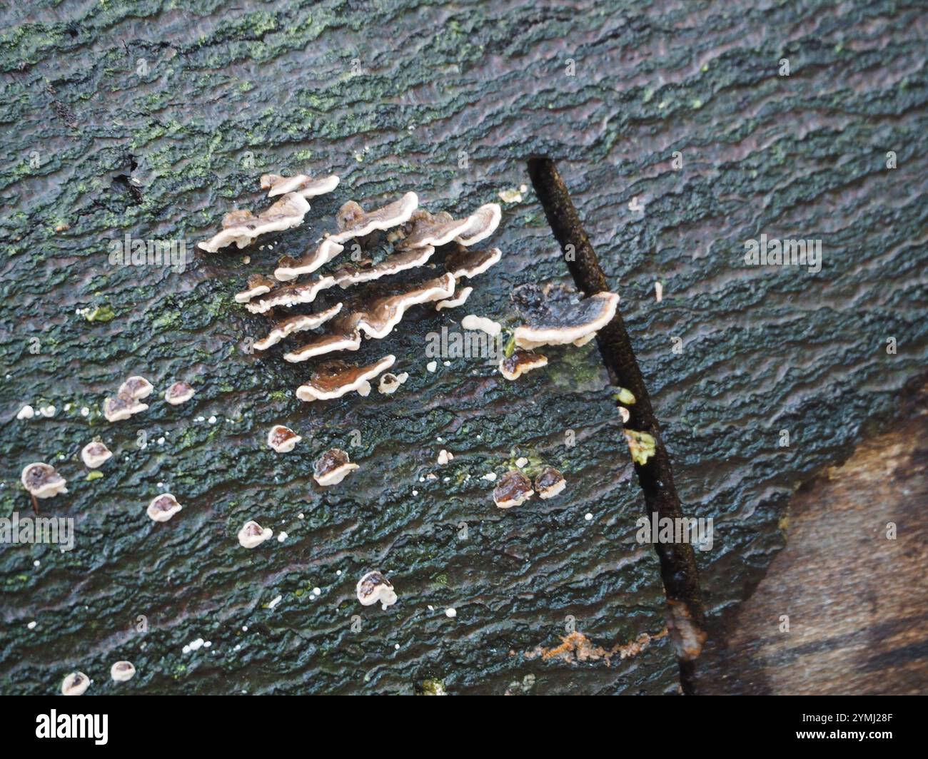 Smoky polypore (Bjerkandera adusta Stock Photo - Alamy