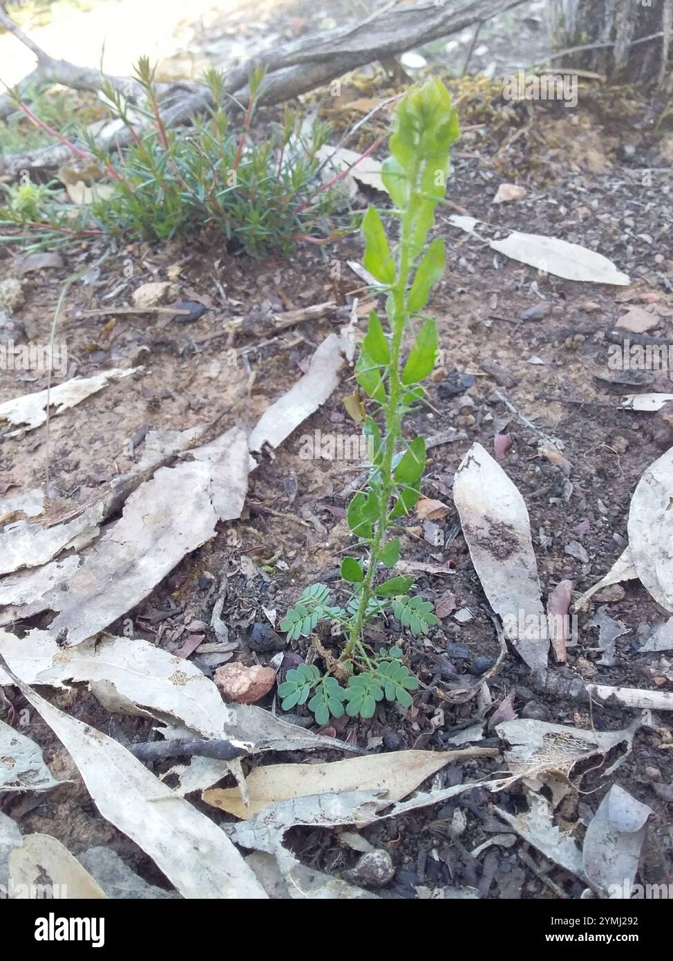 Kangaroo thorn (Acacia paradoxa Stock Photo - Alamy